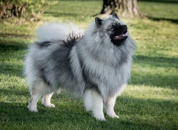 Fiffi – Charmkees Kennel